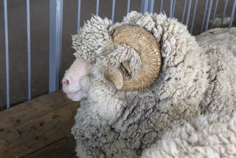 Sheep Breed Manych Merino in the Paddock Stock Photo - Image of antler ...