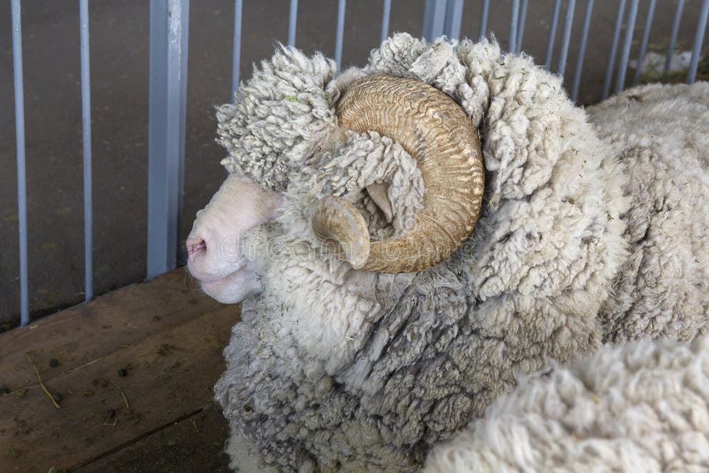 Sheep Breed Manych Merino in the Paddock Stock Photo - Image of antler ...