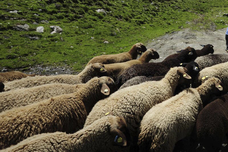 Sheep Breeding on the Mountain Pasture Stock Image - Image of farmer ...