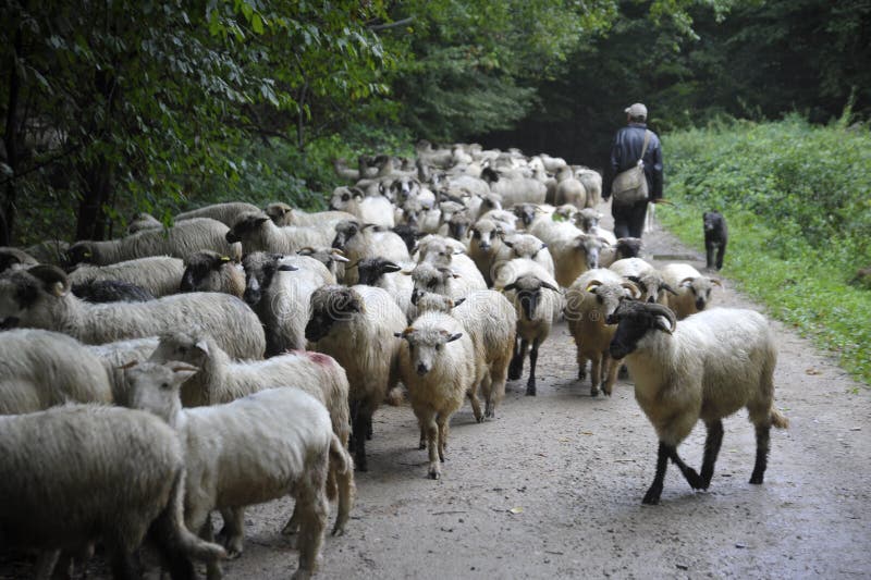 Sheep Breeding and Nomadic Shepherds in Romania Stock Photo - Image of ...