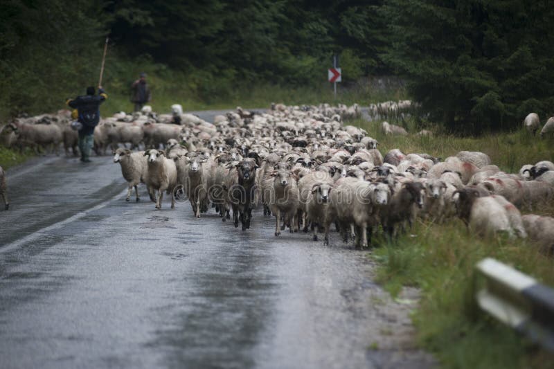 Sheep Breeding and Nomadic Shepherds in Romania Stock Image - Image of ...