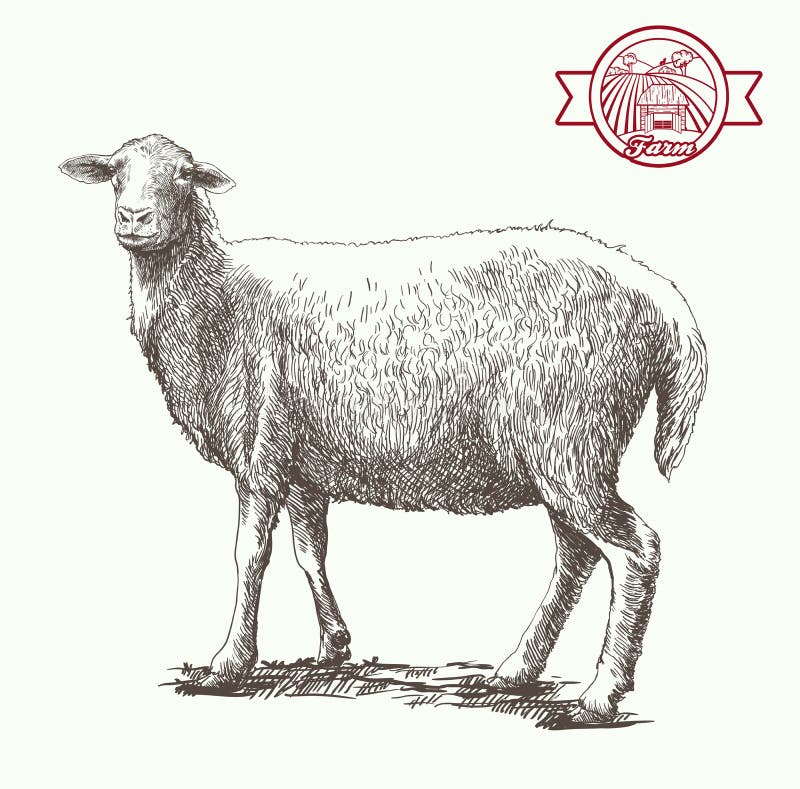 Sheep breeding stock vector. Illustration of mammals - 45680262 Sheep breeding stock vector. Illustration of mammals - 45680262