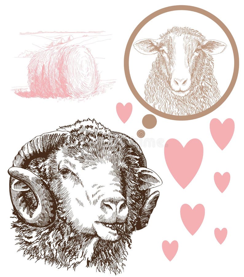 Sheep breeding stock vector. Illustration of mammals - 45680262 Sheep breeding stock vector. Illustration of mammals - 45680262