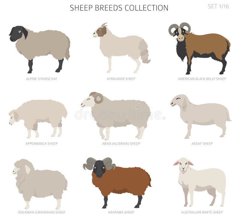 Sheep Breeds Collection 9. Farm Animals Set Stock Vector - Illustration ...
