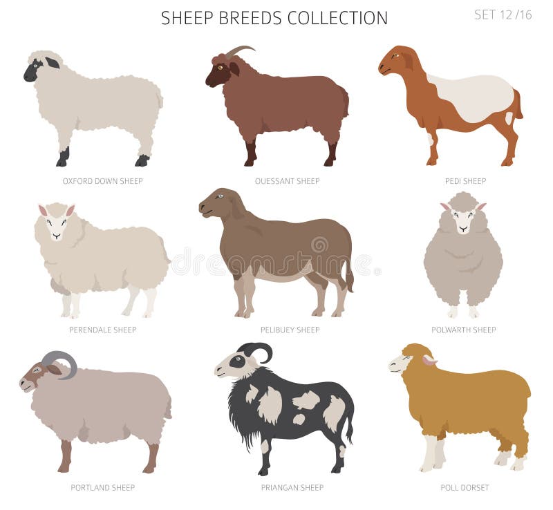 Sheep Chart with Breeds Name Stock Vector - Illustration of east ...