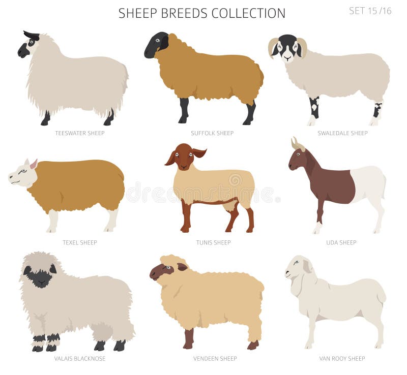 Sheep Breeds Stock Illustrations – 196 Sheep Breeds Stock Illustrations ...