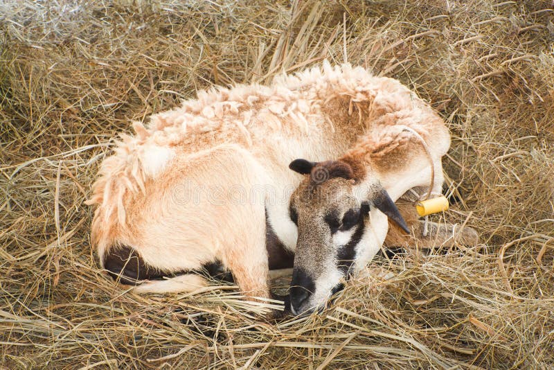 Sheep stock image. Image of infant, hair, breeds, animal - 229391497
