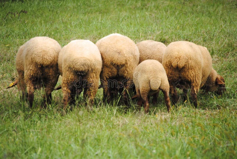 Sheep butts stock image. Image of farm, herd, grass, animals - 28517233