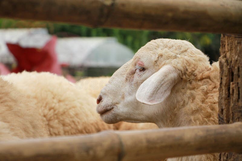 Sheep in cage stock photo. Image of innocent, livestock - 15272642