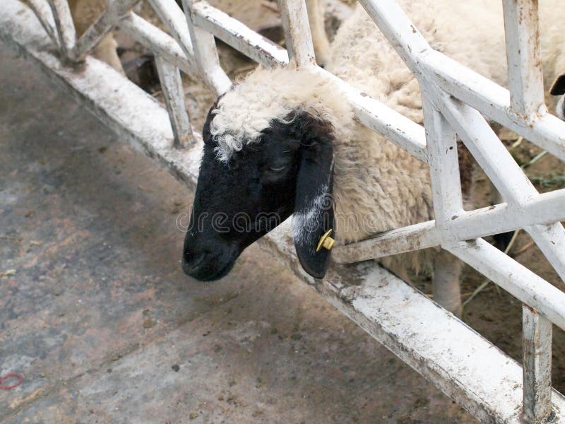Sheep in the cage stock photo. Image of wool, white, sheep - 62705970