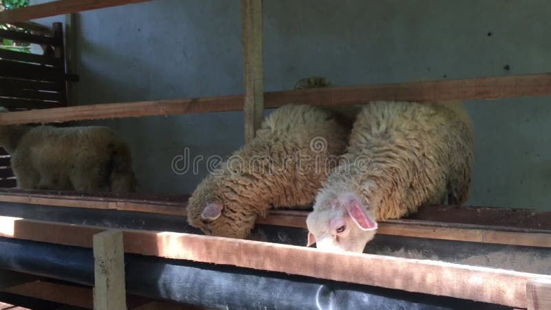 Sheep in a Cage Eating Dry Feed Stock Video - Video of land, eating ...