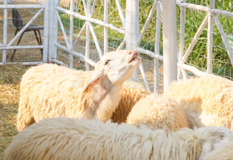 Sheep in a cage stock photo. Image of lamb, grass, wool - 88005250