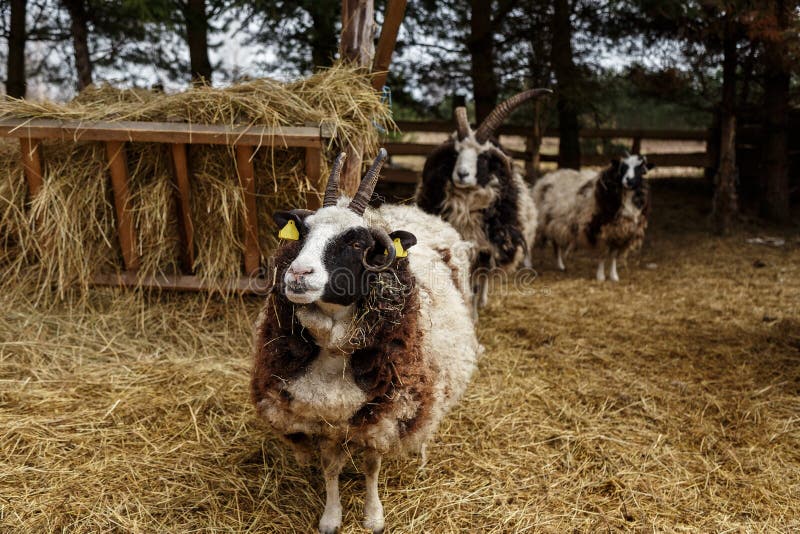 Sheep in cage stock photo. Image of innocent, livestock - 15272642