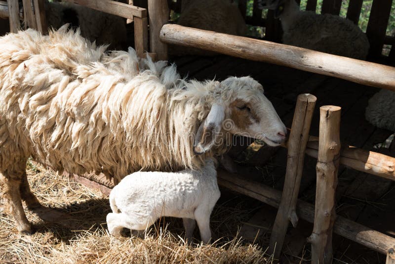 Sheep with cage stock image. Image of animal, lamb, organic - 65641919
