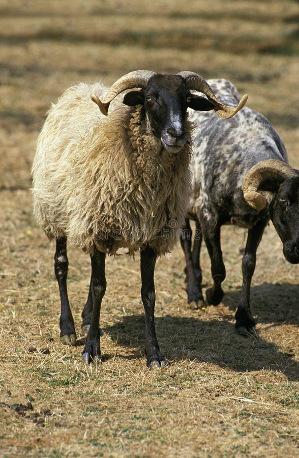 Sheep Called Manech a Tete Noire, a French Breed Stock Photo - Image of ...