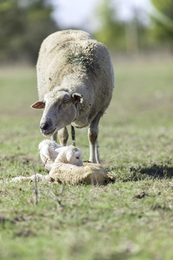 Sheep Calving Stock Photos - Free & Royalty-Free Stock Photos from ...