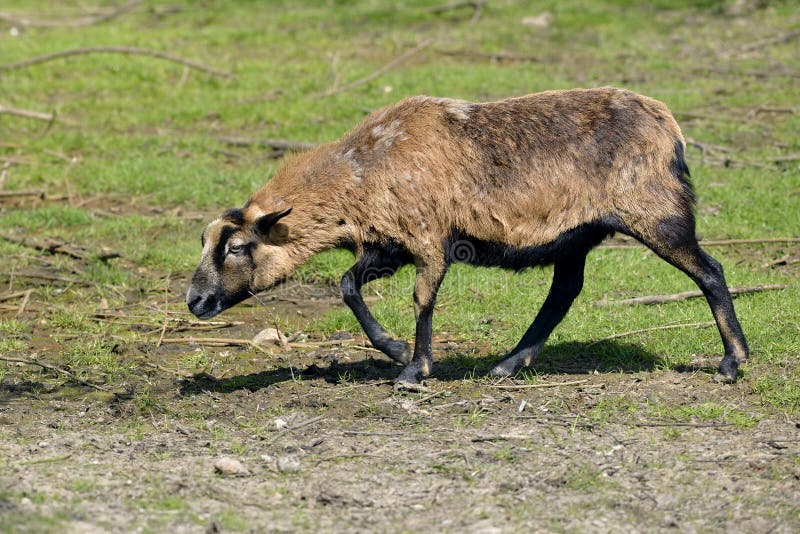 Capridae Stock Photos - Free & Royalty-Free Stock Photos from Dreamstime