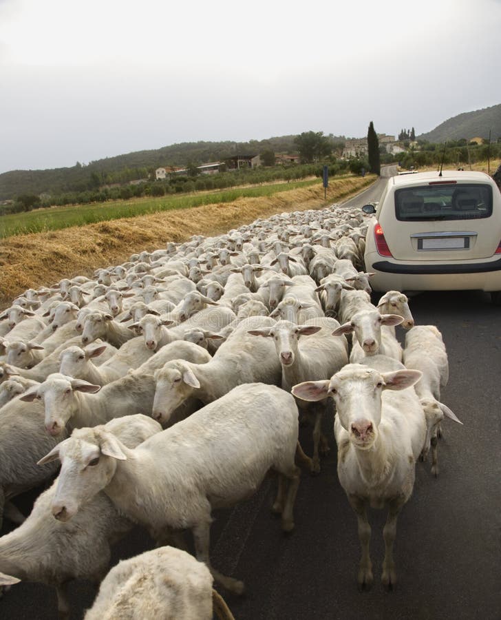 Sheep and Car on Rural Road Stock Photo - Image of farming, countryside ...