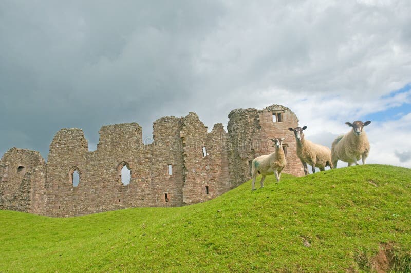 Sheep and castle stock image. Image of cumbria, grass - 15830069