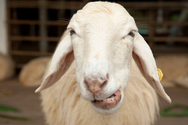 Sheep in Cattle stock image. Image of happy, cattle, field - 16859801