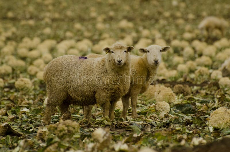 Sheep in cauliflower stock image. Image of cauliflower - 83452807