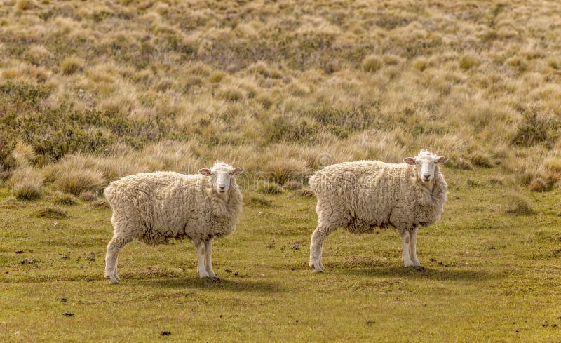 Sheep stock image. Image of vacation, friesland, coastal - 64217777