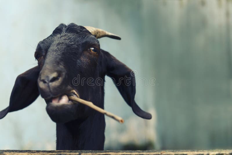 Chewing sheep stock photo. Image of eating, lamb, animal - 9093032