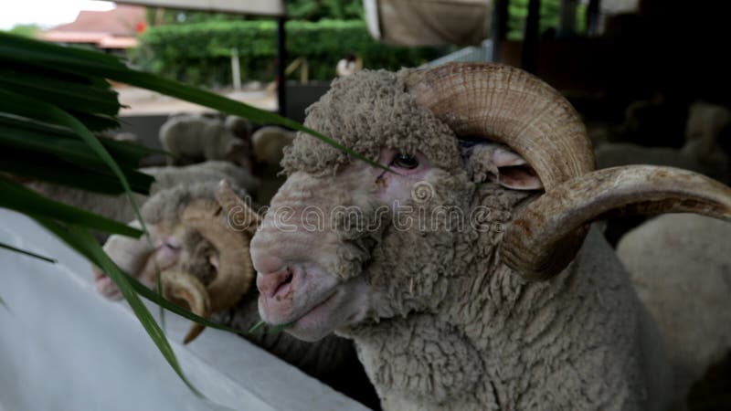 Sheep Chewing the Cud Closeup Stock Footage - Video of grazing, farming ...