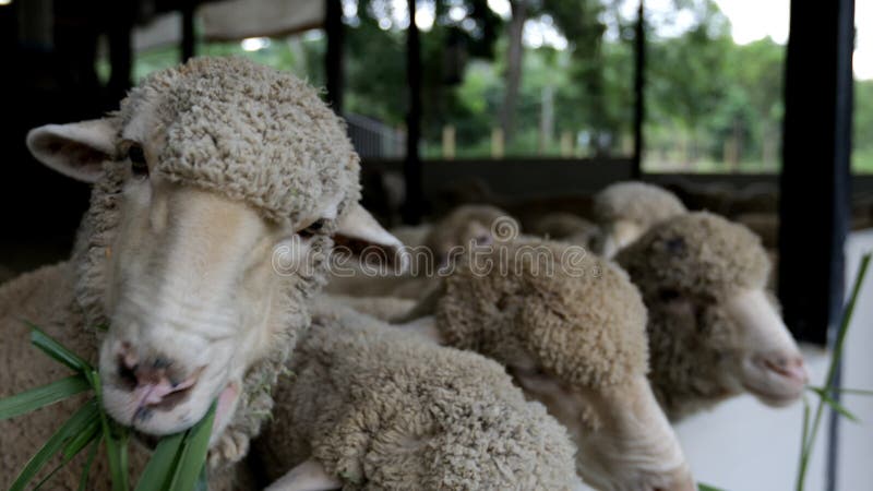 Sheep Chewing the Cud Closeup Stock Footage - Video of paddock ...