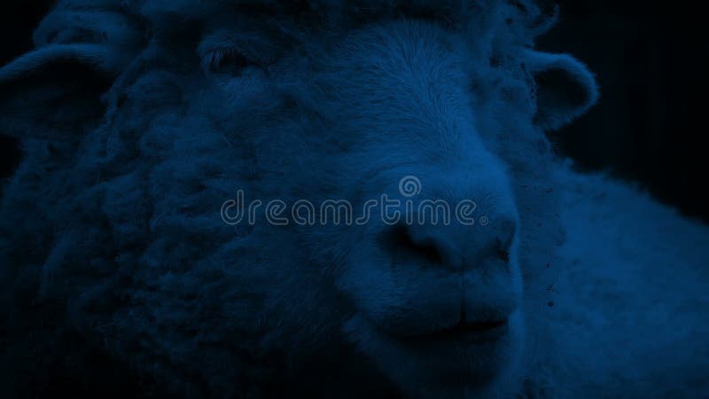 Sheep Chewing the Cud at Night Stock Footage - Video of dark, lamb ...