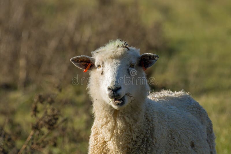 Sheep Chewing Cud stock image. Image of countryside, eating - 83371157