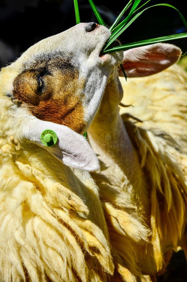 Sheep chewing on grass. stock photo. Image of natural - 170990046