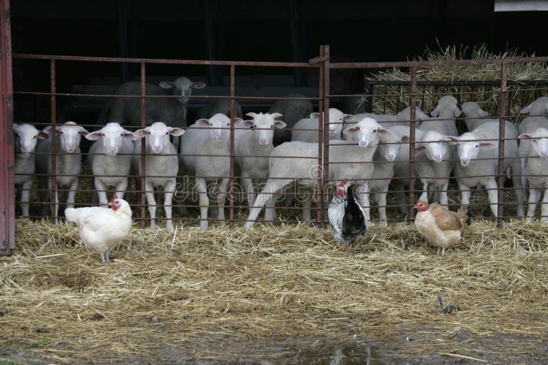 Sheep and chickens stock photo. Image of galliformes - 34917048