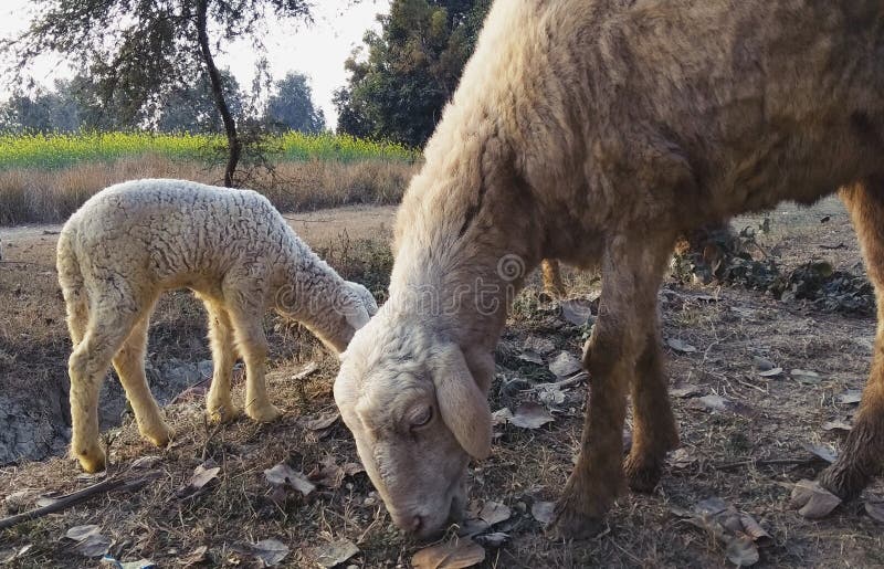 The sheep and child stock photo. Image of nature, tree - 136861006
