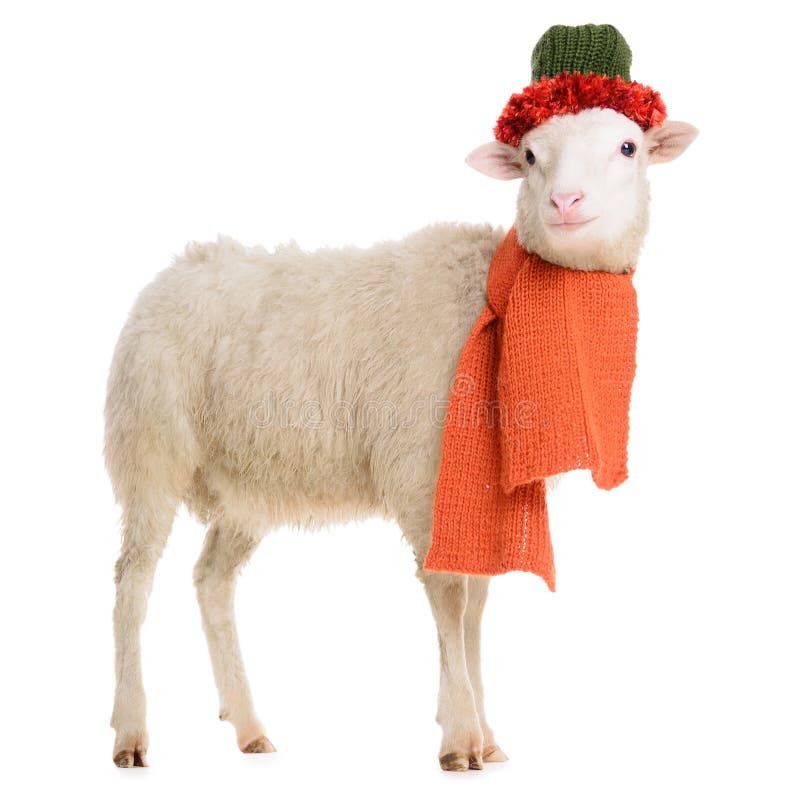 6,834 Christmas Sheep Stock Photos - Free & Royalty-Free Stock Photos ...