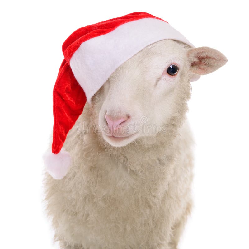 Sheep in Christmas clothes stock image. Image of celebration - 45063453