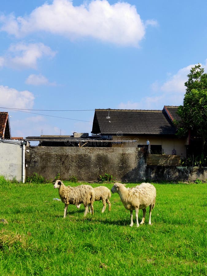 Sheep in city stock image. Image of grazing, barn, bovine - 223525677