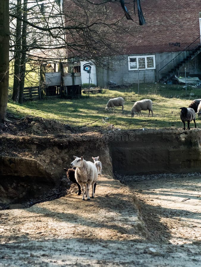 Sheep in the City on a Construction Site Stock Image - Image of dust ...