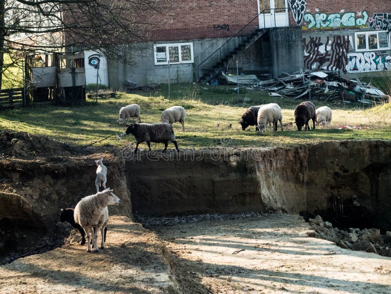 Sheep in the City on a Construction Site Stock Image - Image of black ...