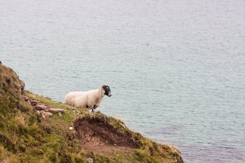 Sheep on cliff stock photo. Image of sheep, cliff, edge - 26253818