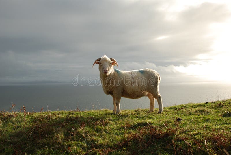 Sheep on a Cliff stock image. Image of landscape, ireland - 7327875