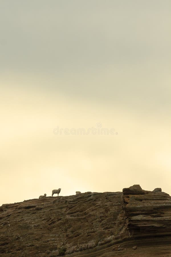 Sheep on a Cliff stock image. Image of landscape, ireland - 7327875