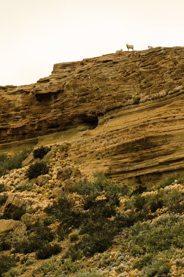 Sheep on a cliff stock image. Image of hiding, ranch - 81180941