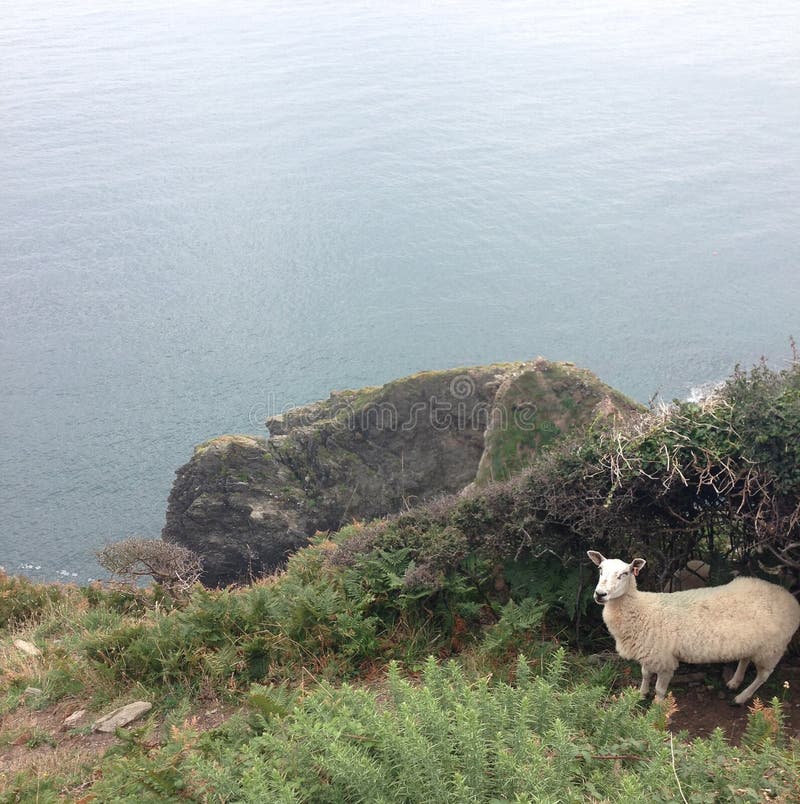 Sheep by cliff stock image. Image of animal, coast, cliff - 44808469