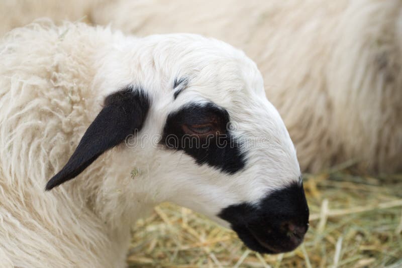 Sheep close up stock photo. Image of cute, fluffy, friendly - 83869744