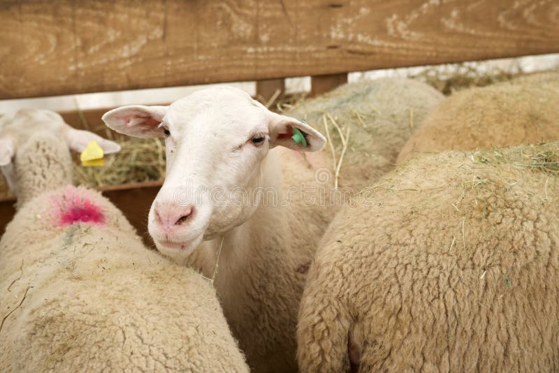 Sheep close up stock image. Image of cute, indoor, nature - 118424427