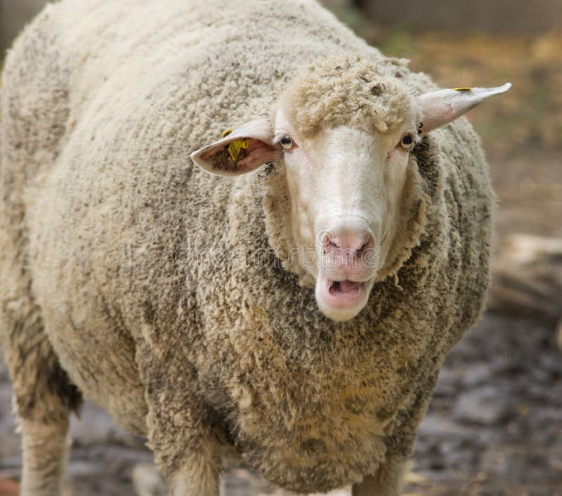 Fat sheep on farmland stock photo. Image of mutton, farming - 72155284