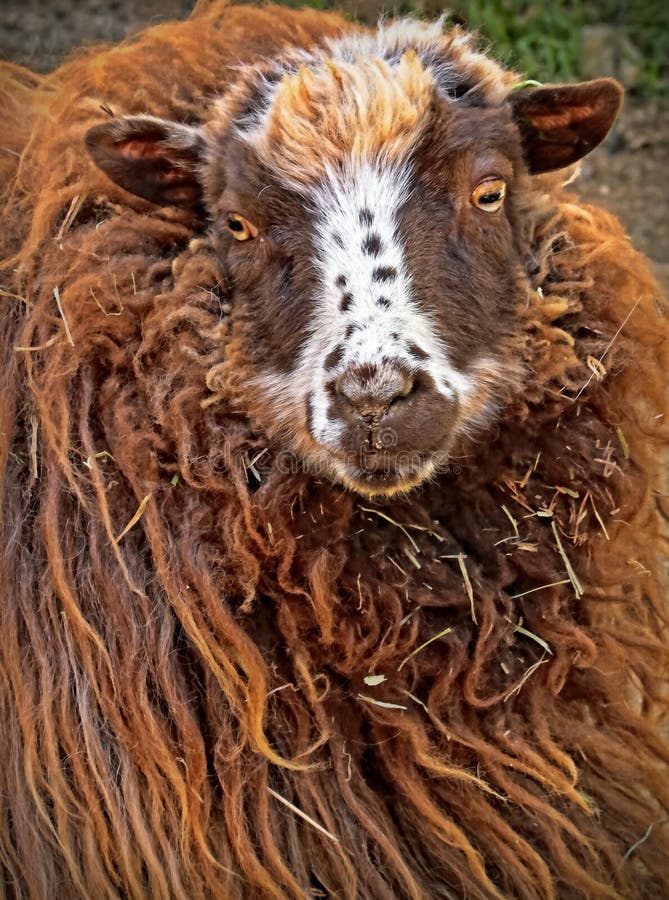 Sheep stock photo. Image of portrait, fuzzy, dairy, country - 68548884