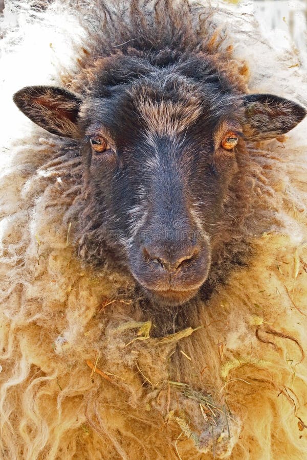 Sheep stock photo. Image of country, face, farm, shear - 68548934