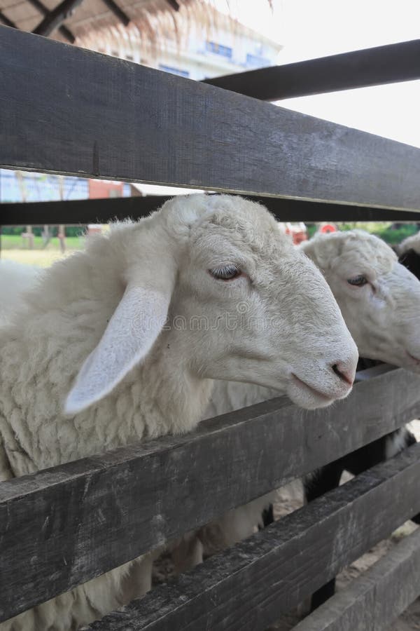 Sheep stock photo. Image of black, ruminant, animal, farming - 63943358